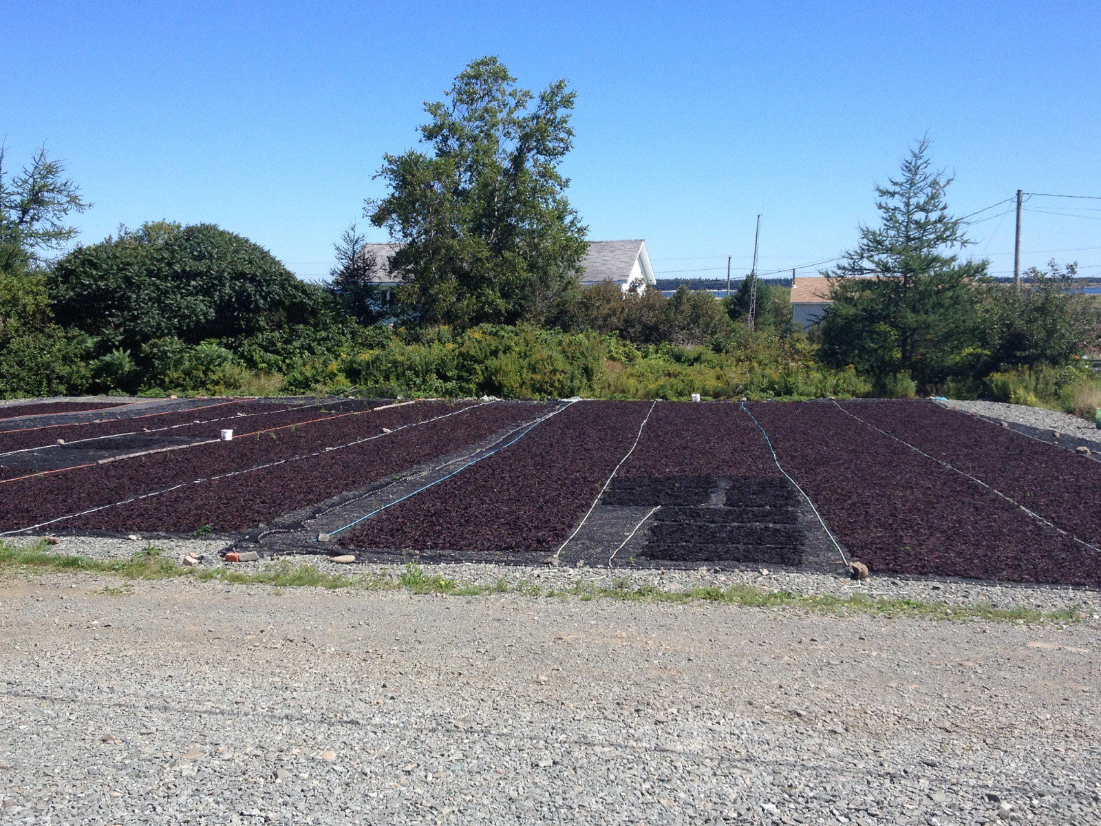 Ocean’s Balance: one of the largest seaweed manufacturers in North Ame