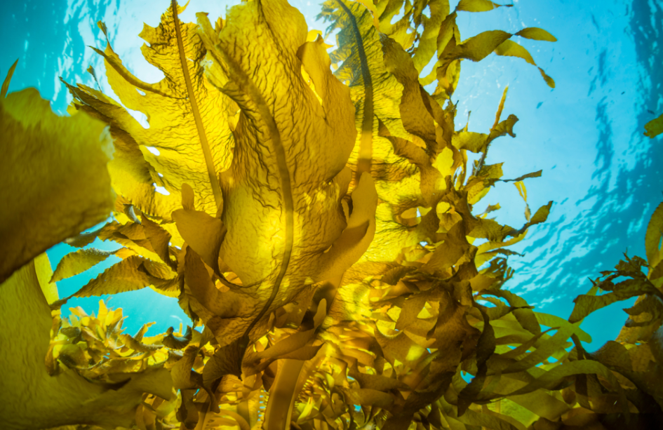 Ocean's Balance I Seaweed manufacturer